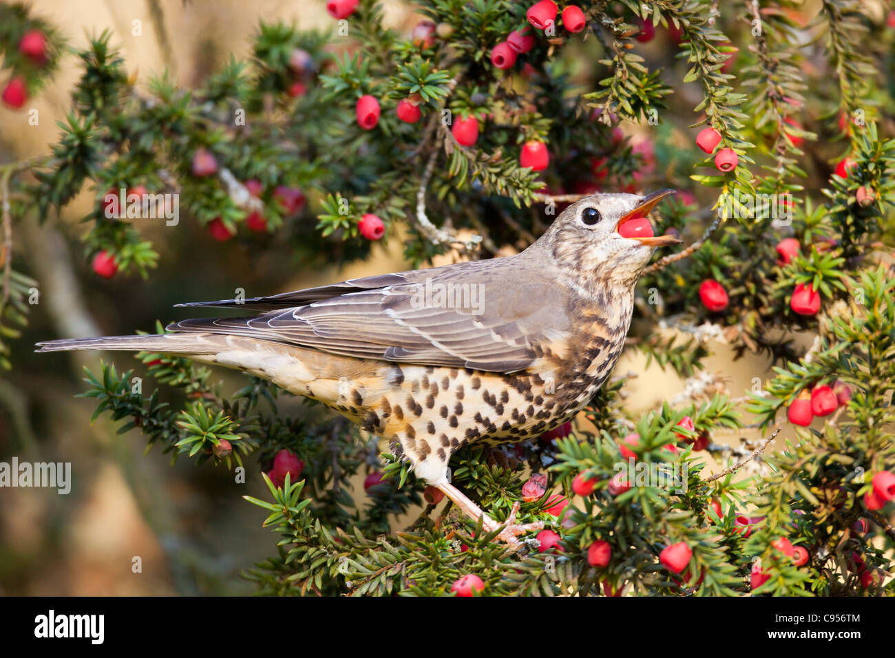 Mistle Tree High Resolution Stock Photography and Images - Alamy
