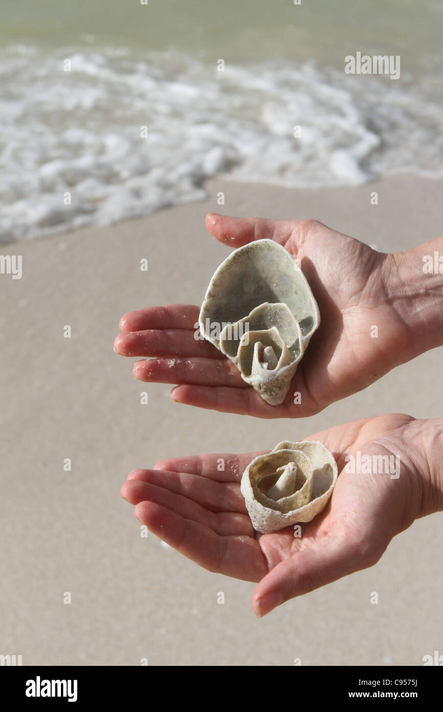 Hands holding beautiful shells, with the surf in the background Stock ...