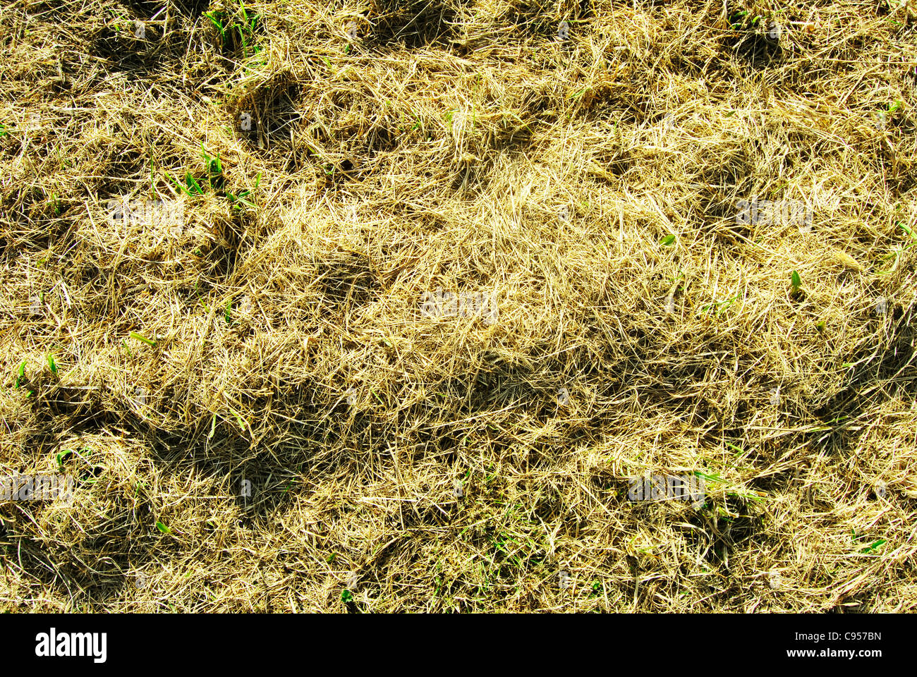 Close up of ground. Texture of straw Stock Photo - Alamy