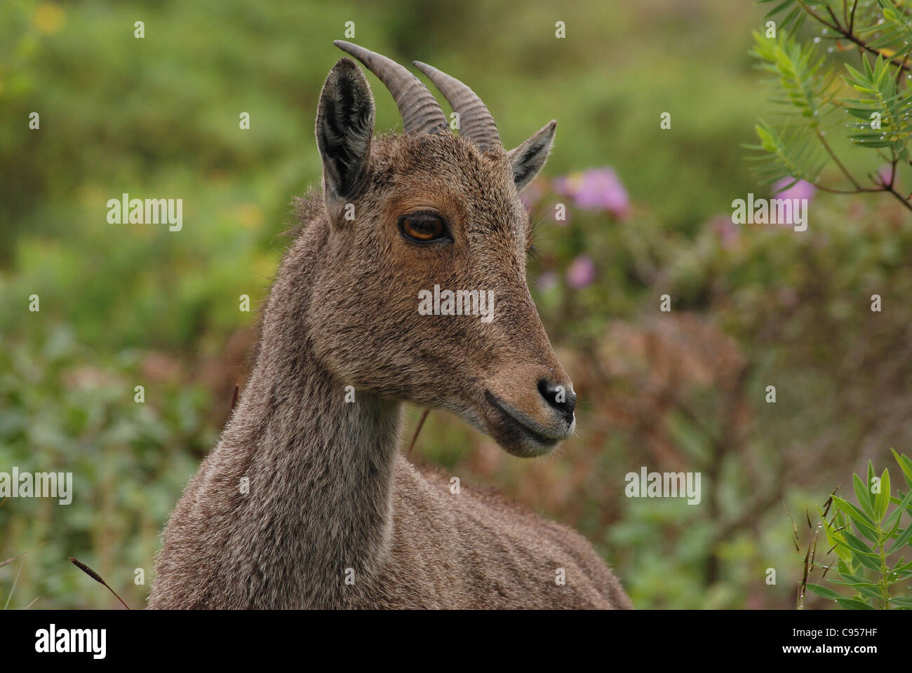 close up of nilgiri tahr; an endangered species of goat at eravikulam ...