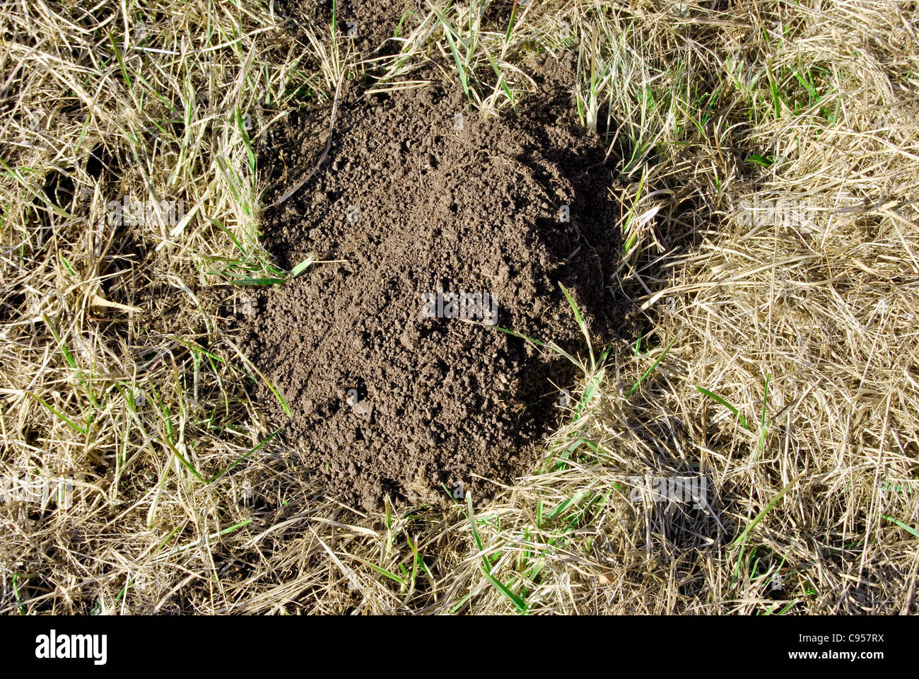 Fresh soil background closeup Stock Photo - Alamy