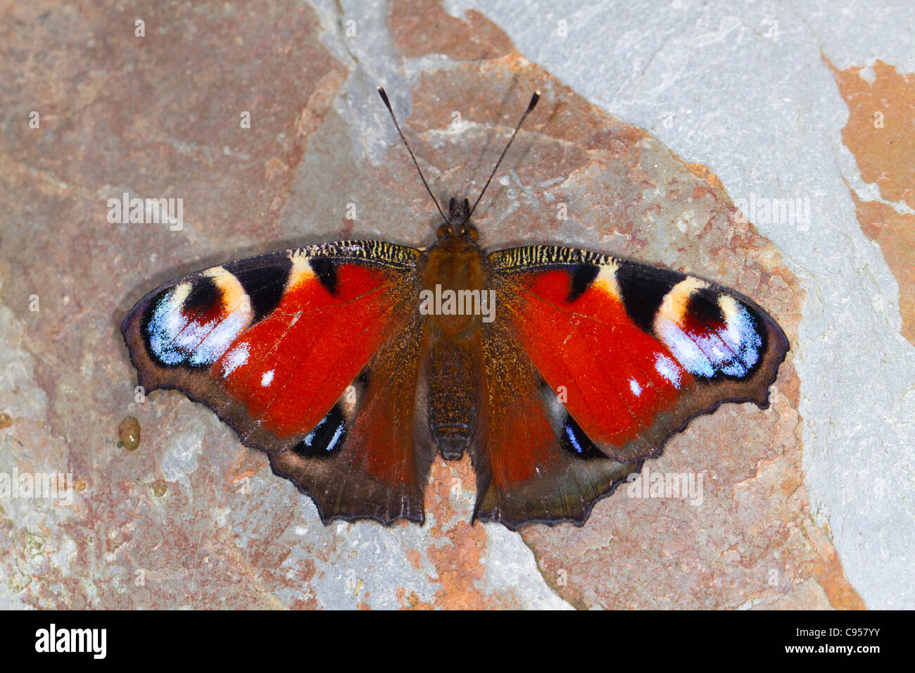 Peacock butterfly uk hi-res stock photography and images - Alamy