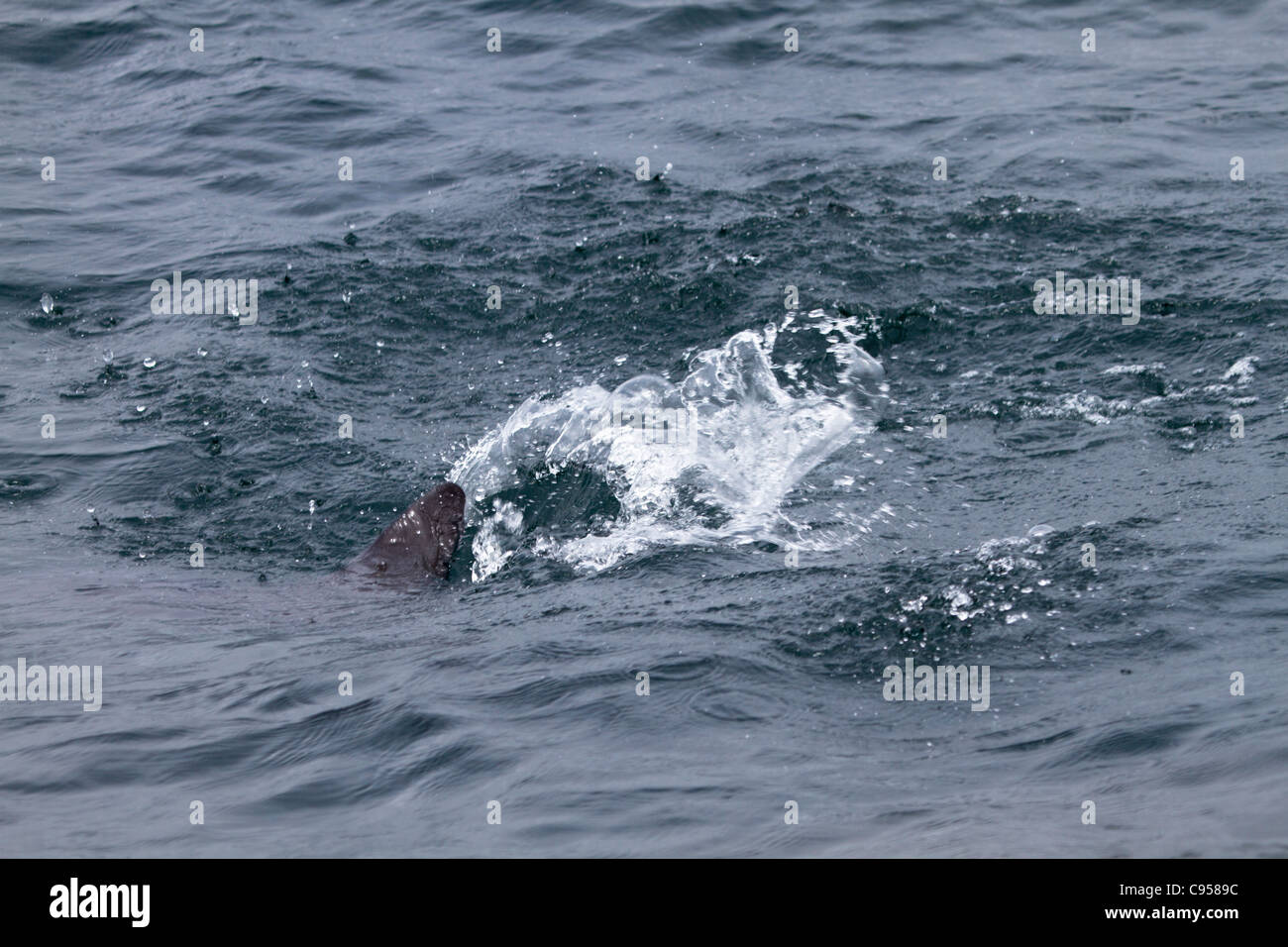 Sunfish cornwall hi-res stock photography and images - Alamy