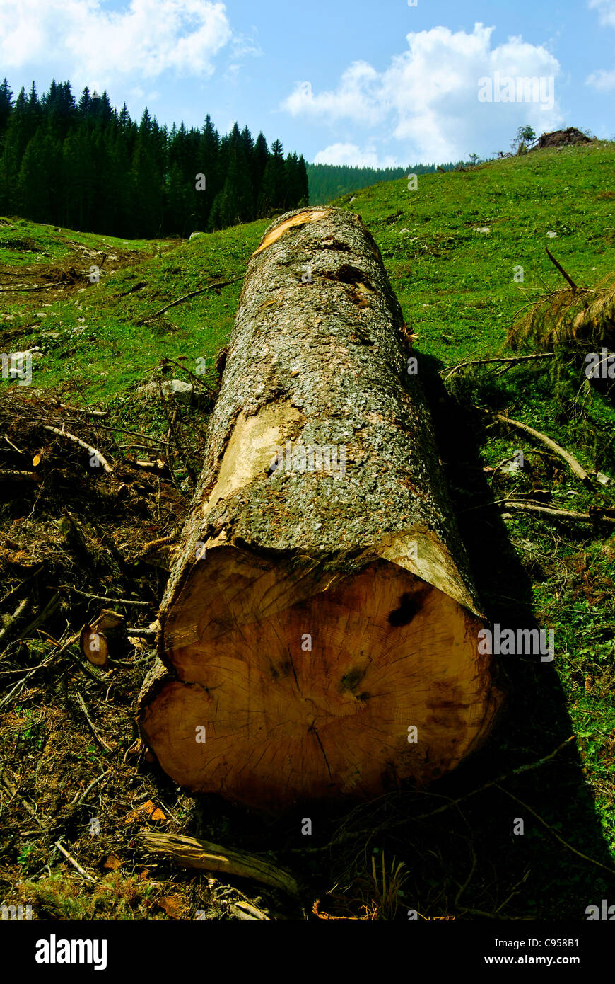 Pristine logs hi-res stock photography and images - Alamy
