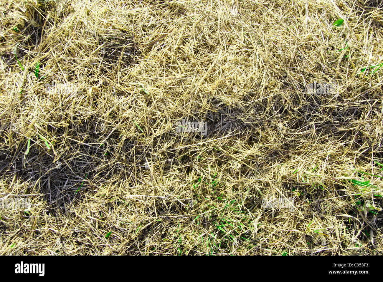 Close up of ground. Texture of straw Stock Photo - Alamy