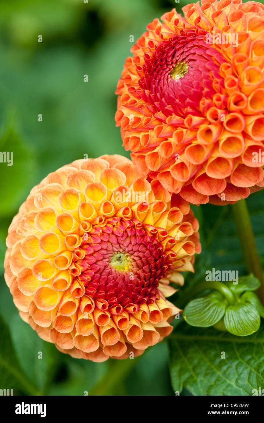 Miniature Ball Dahlia. Two orange, yellow and red Dahlia blooms in the ...
