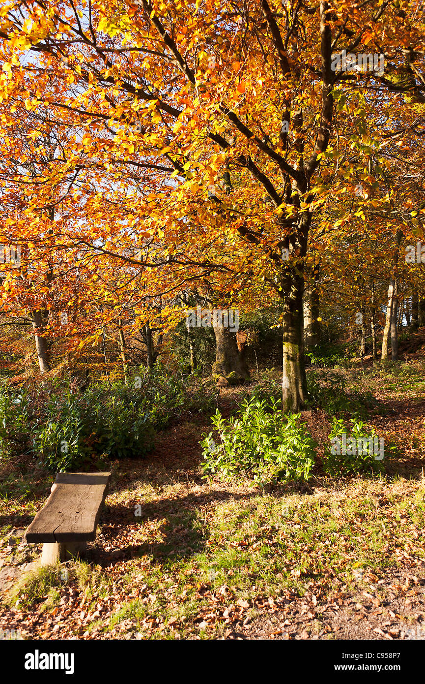 Oak and beech trees hi-res stock photography and images - Alamy