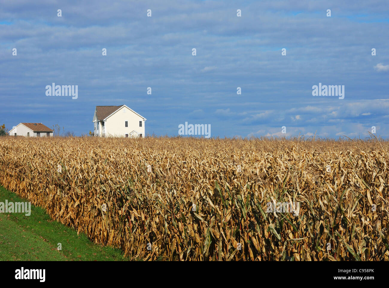 Residential home adjacent to corn field in New York State Stock Photo ...