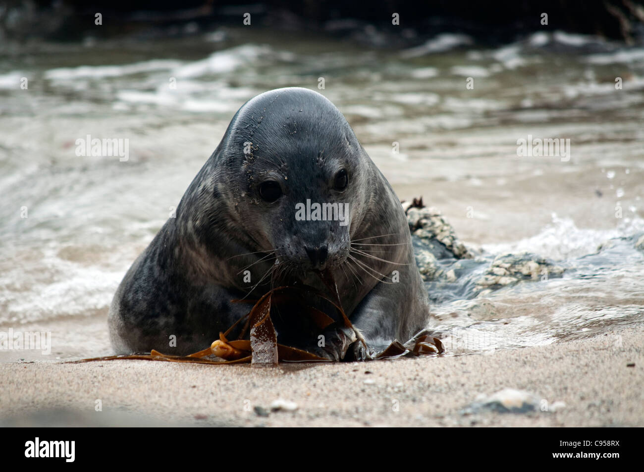 A grey seal pup located on the cornish coast Stock Photo - Alamy