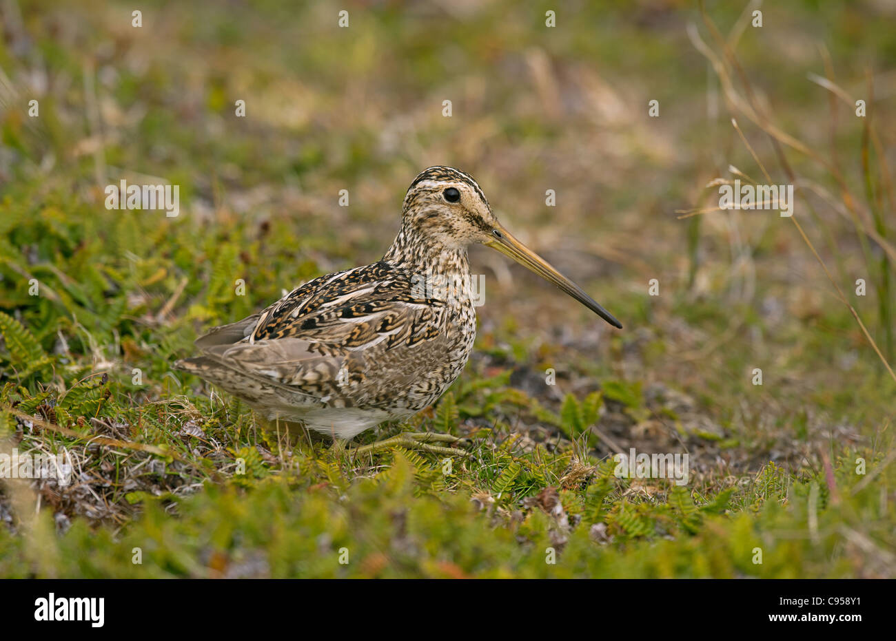 Gallinago magellanica magellanica hi-res stock photography and images - Alamy