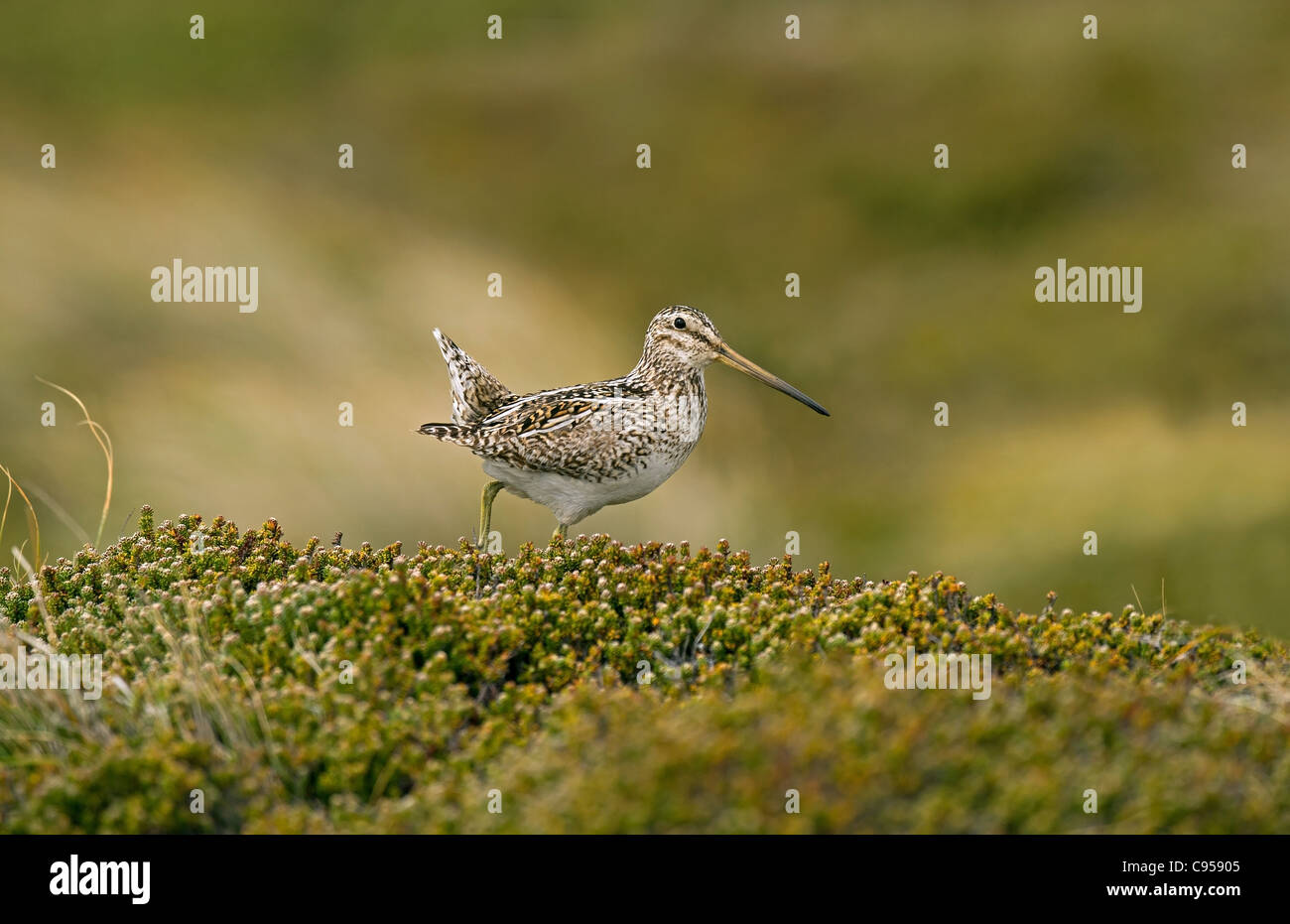 Gallinago paraguaiae magellanica hi-res stock photography and images ...