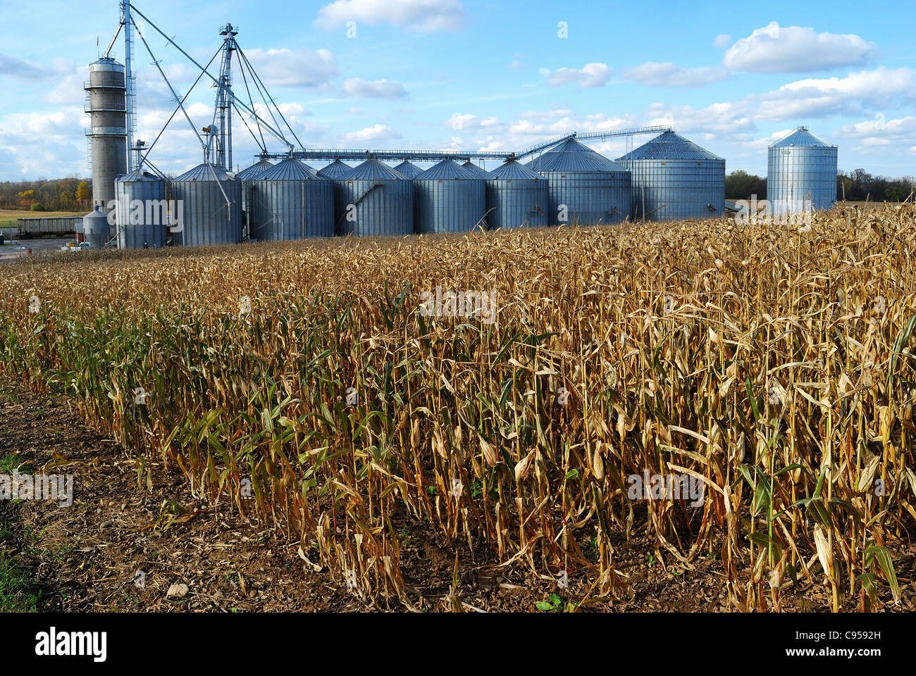 Corn processing on Large farm Stock Photo - Alamy