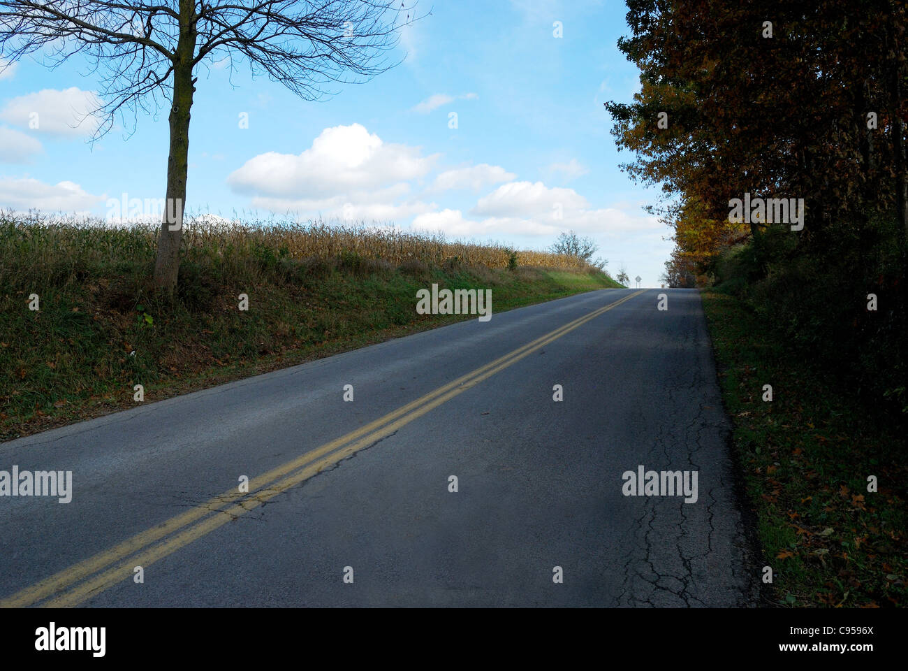 Road in rural area between sides of corn fields Stock Photo - Alamy