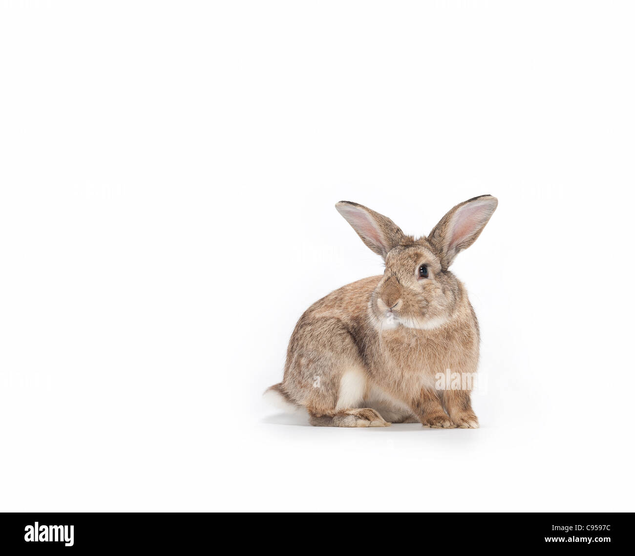 Bugs bunny a wild hare hi-res stock photography and images - Alamy