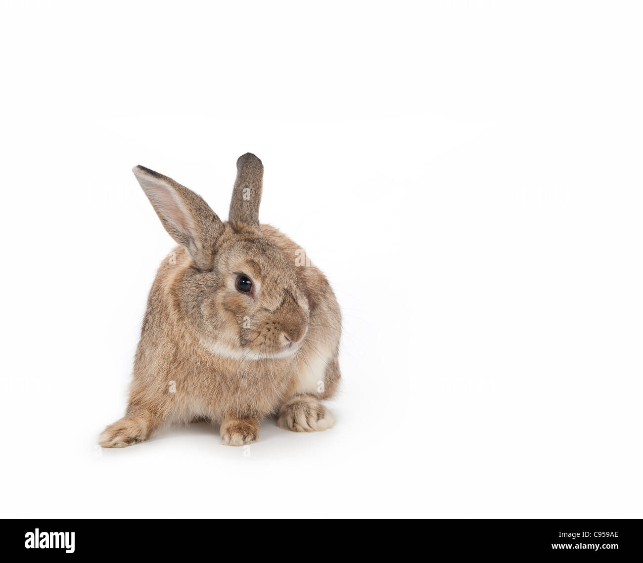 Bugs bunny a wild hare hi-res stock photography and images - Alamy