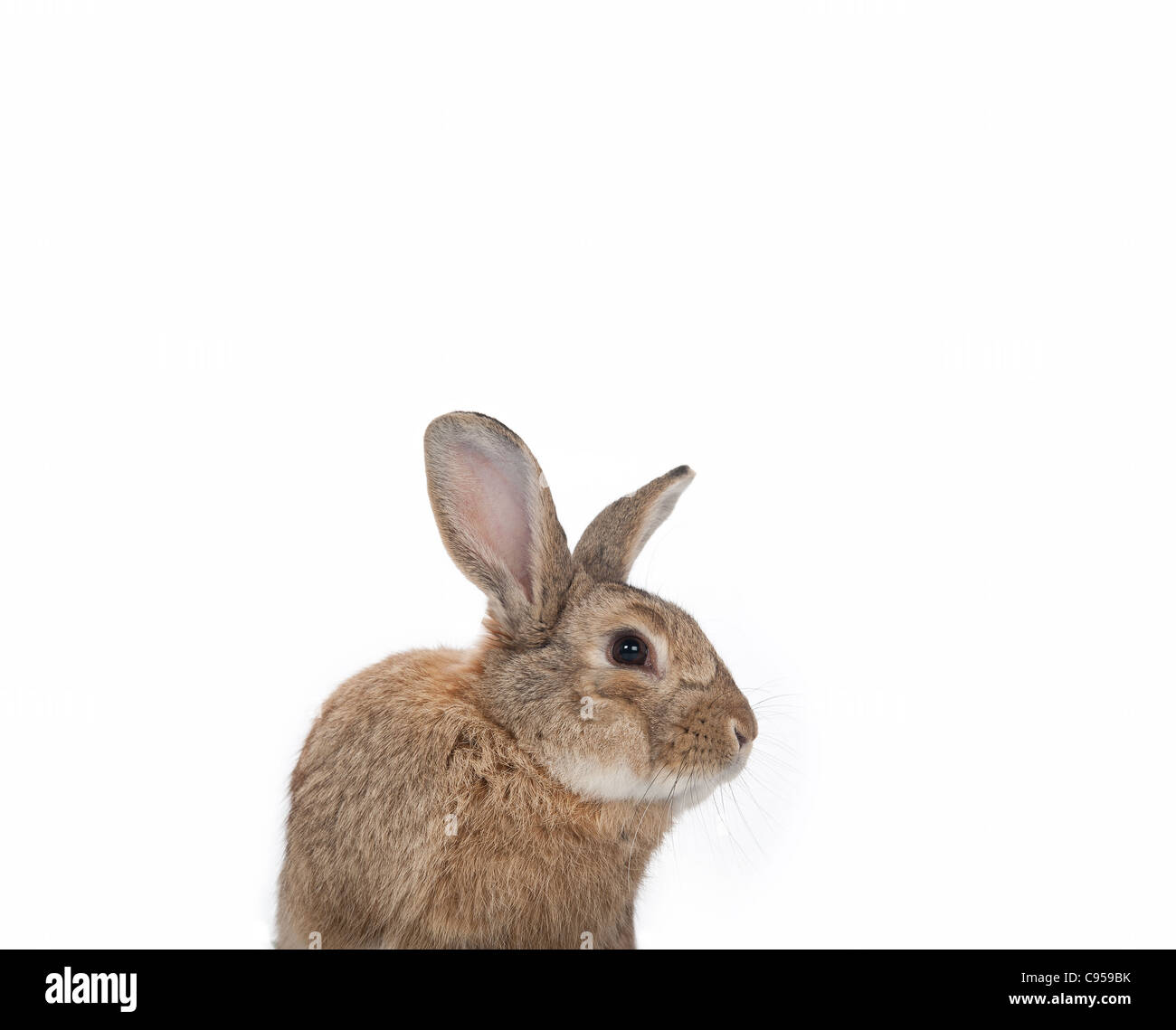 Inquisitive wild rabbit hi-res stock photography and images - Alamy