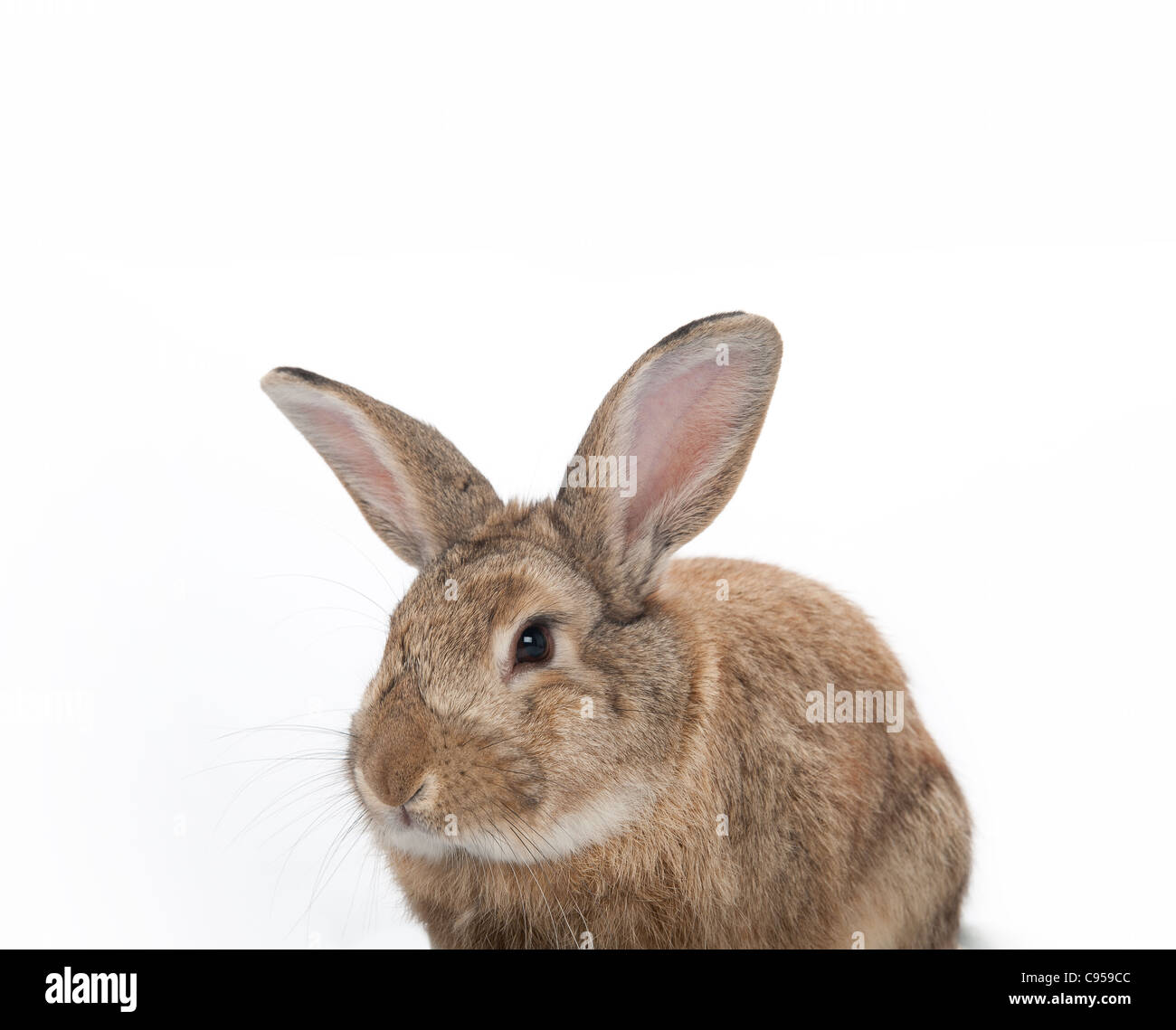 Inquisitive wild rabbit hi-res stock photography and images - Alamy