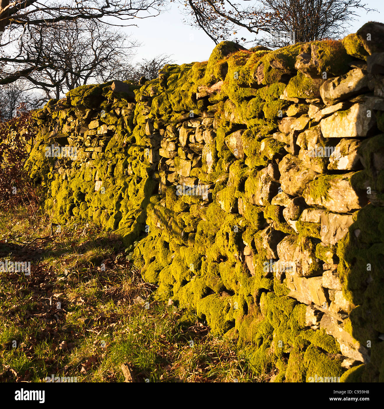 Beautiful Old Moss Covered Lakeland Stone Wall Above Widermere Lake ...