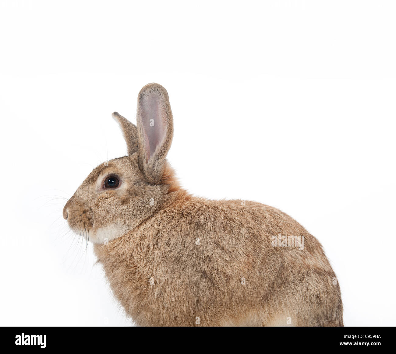 Portrait isolated single domestic rabbit in a studio Stock Photo - Alamy