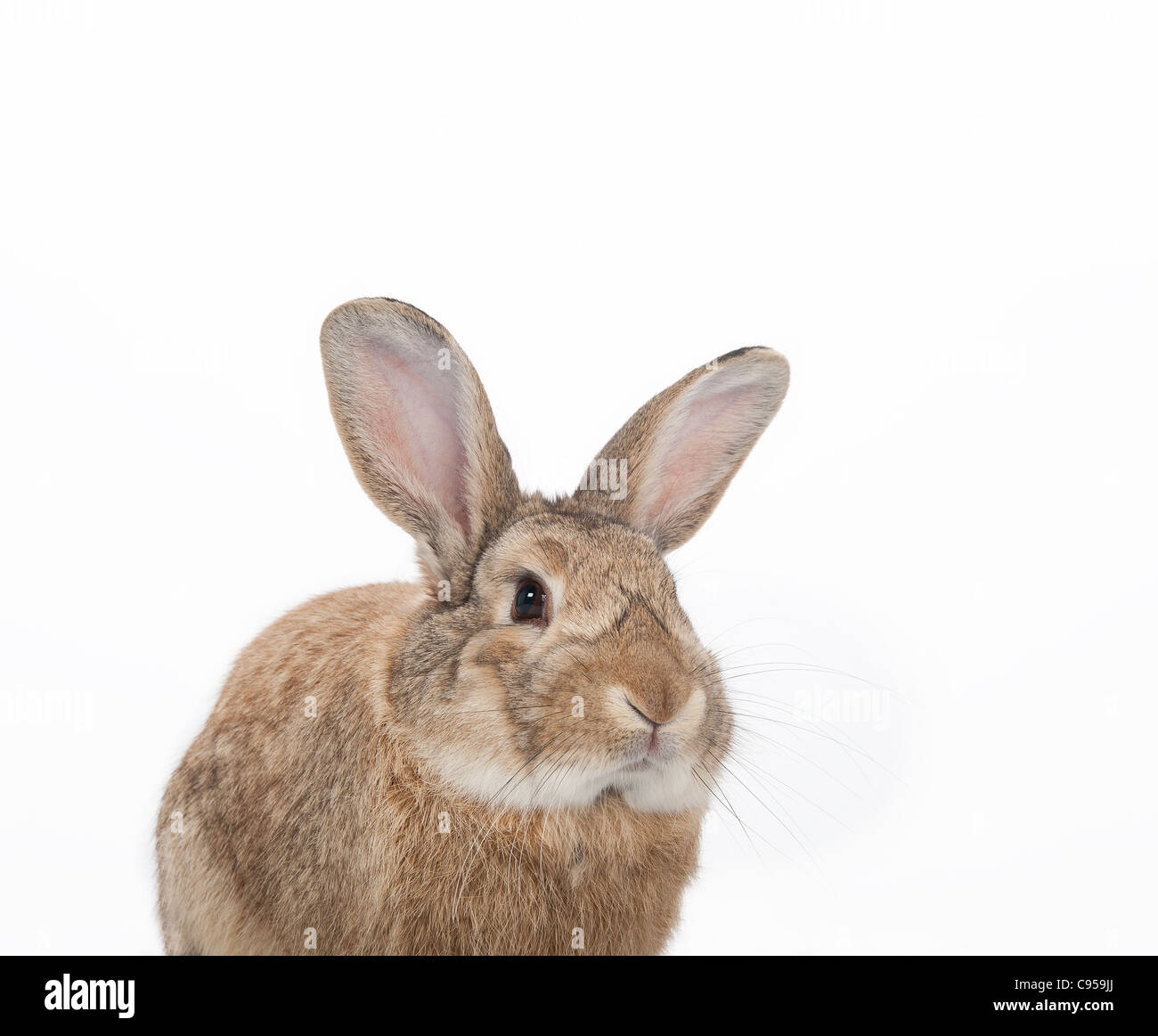 Bugs bunny a wild hare hi-res stock photography and images - Alamy