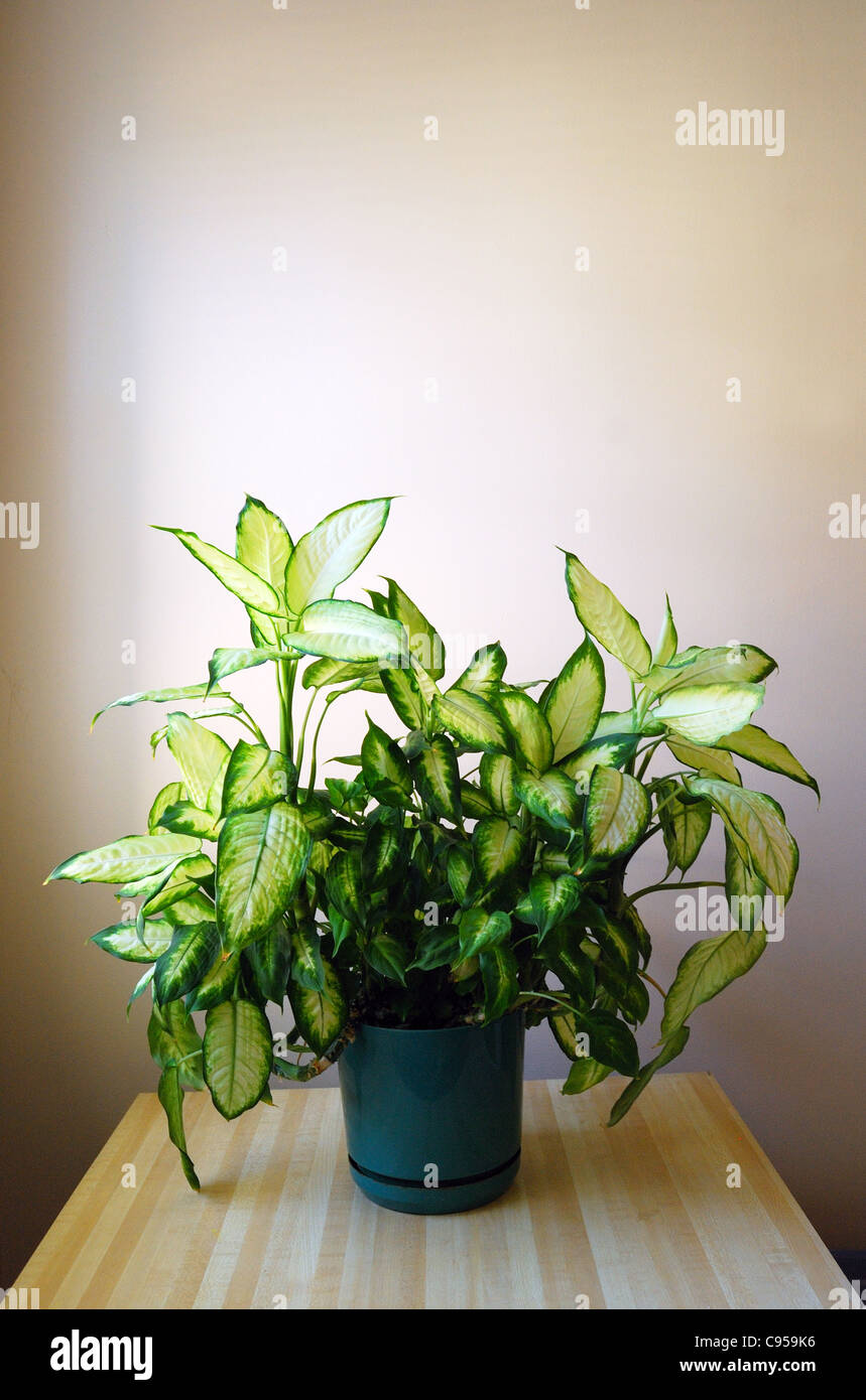 Dieffenbachia in door house plant Stock Photo - Alamy