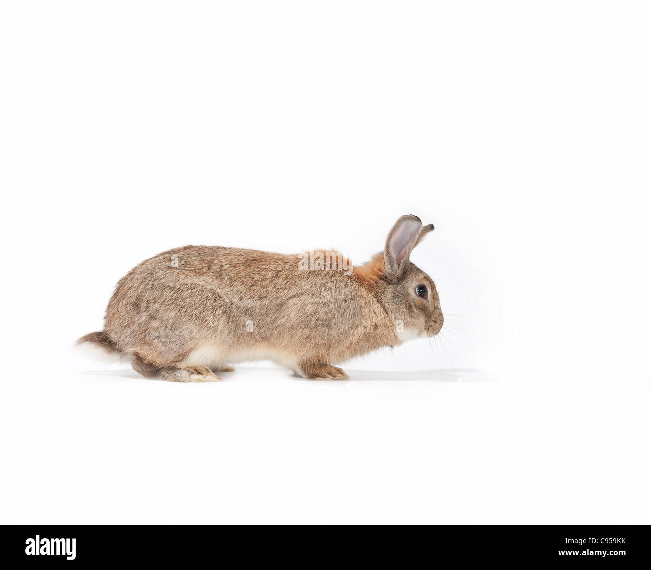 Portrait isolated single domestic rabbit in a studio Stock Photo - Alamy