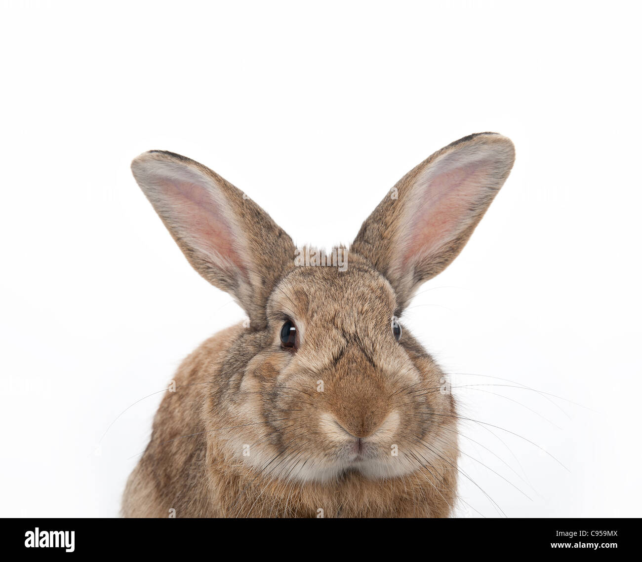 Portrait isolated single domestic rabbit in a studio Stock Photo - Alamy
