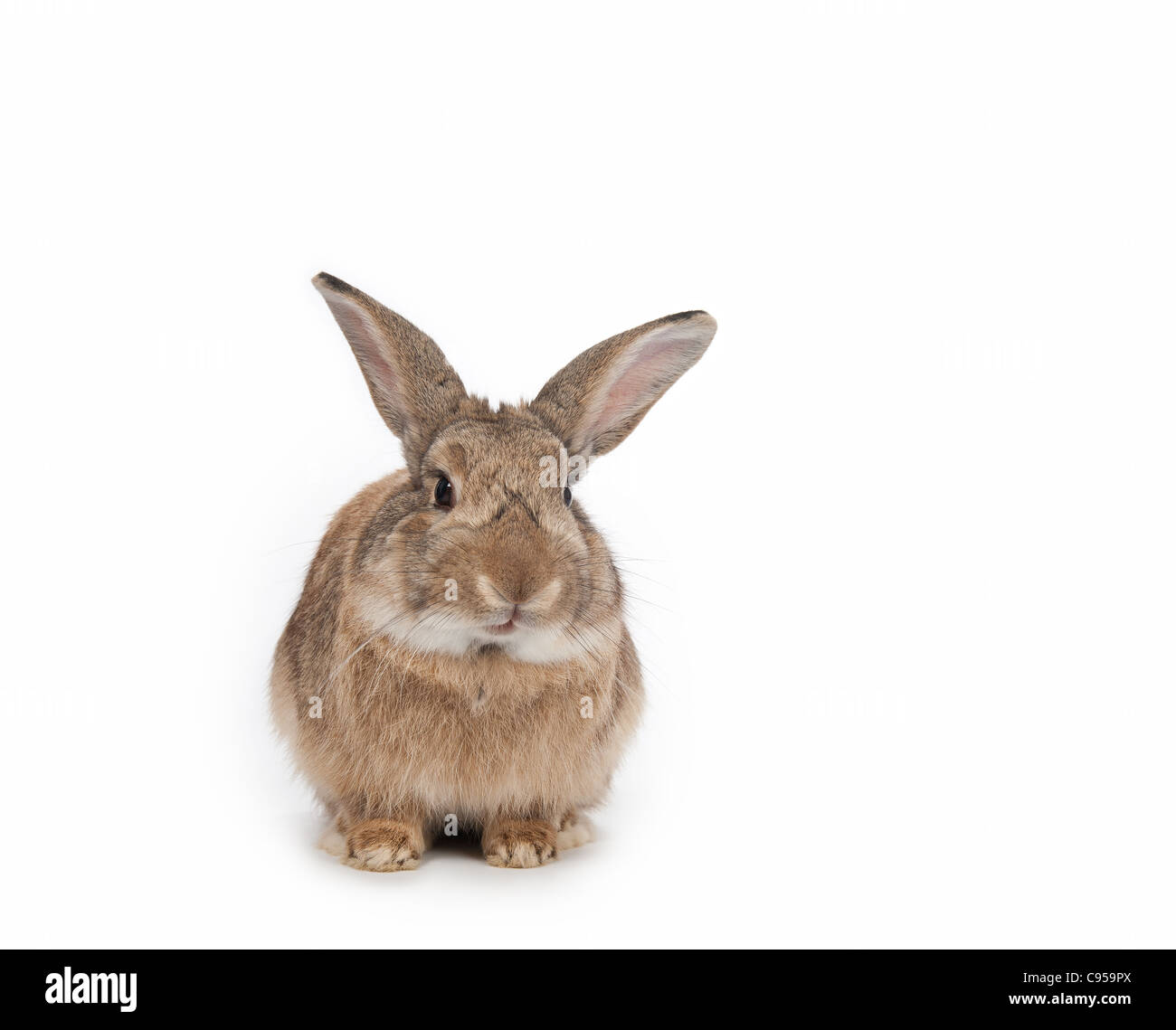 Portrait isolated single domestic rabbit in a studio Stock Photo - Alamy