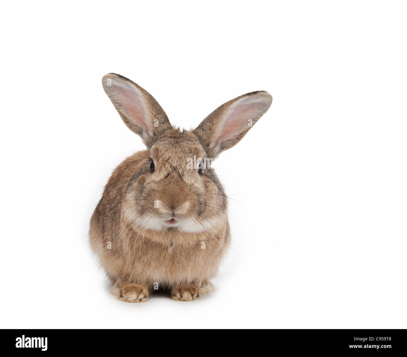 Inquisitive wild rabbit hi-res stock photography and images - Alamy