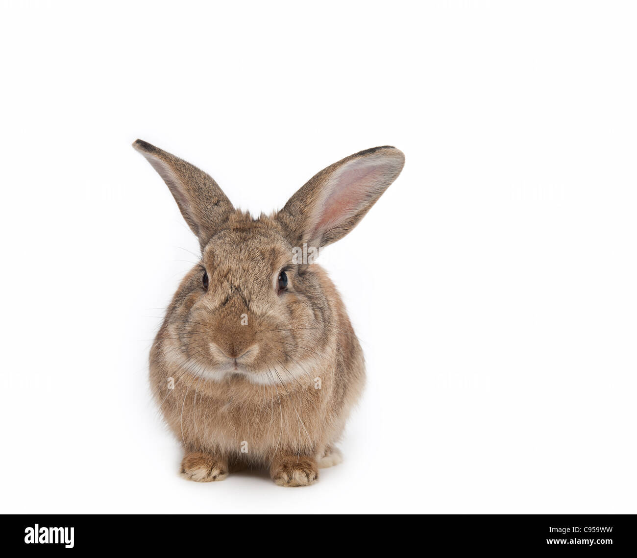 Bugs bunny a wild hare hi-res stock photography and images - Alamy