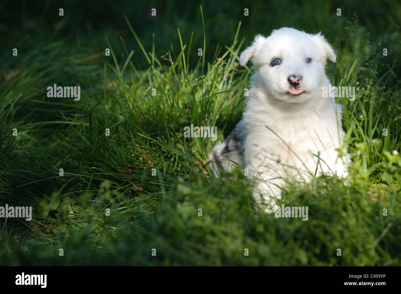 Laika the dog hi-res stock photography and images - Alamy