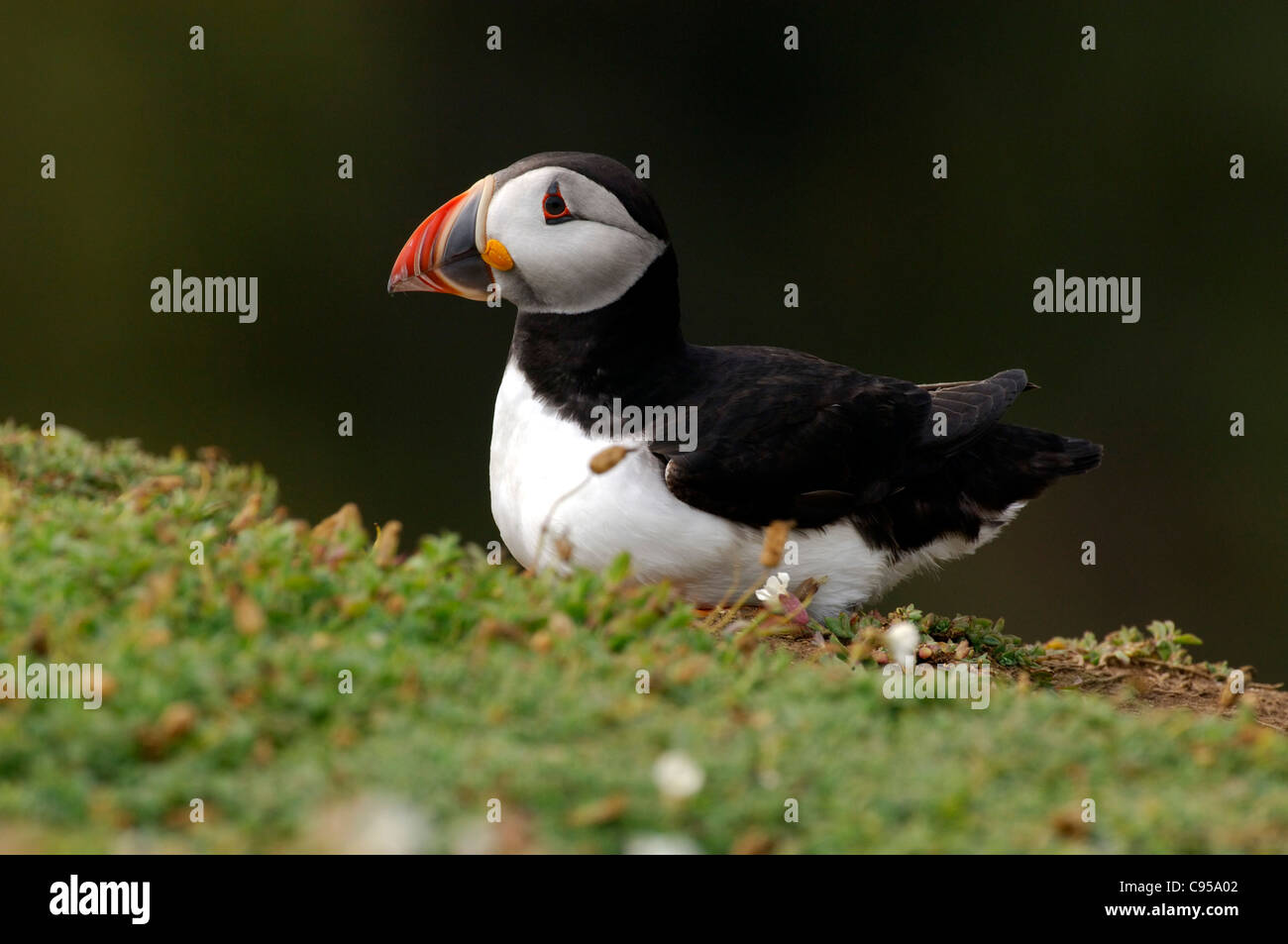 wild Atlantic puffins breeding on burrows UK Stock Photo - Alamy