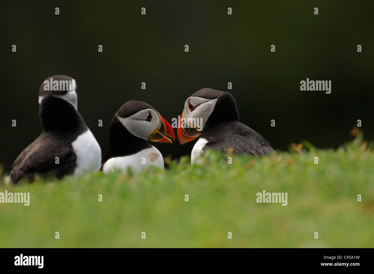 wild Atlantic puffins breeding on burrows UK Stock Photo - Alamy