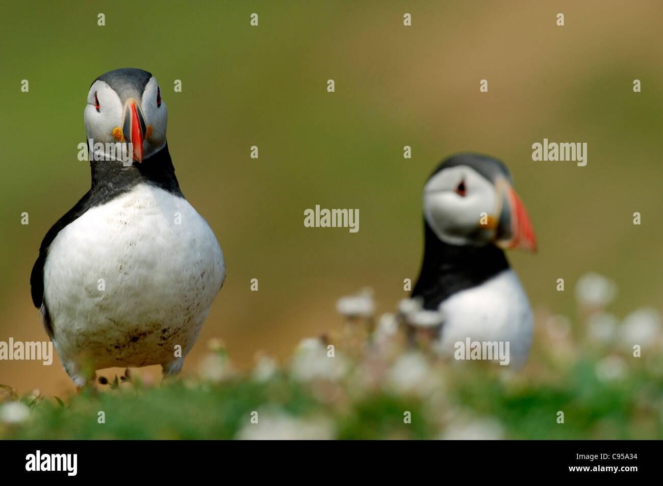 Lundy puffin hi-res stock photography and images - Alamy