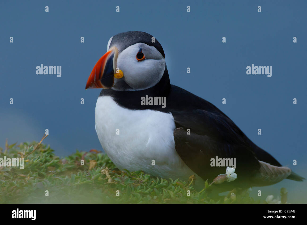 Short stocky bird hi-res stock photography and images - Alamy