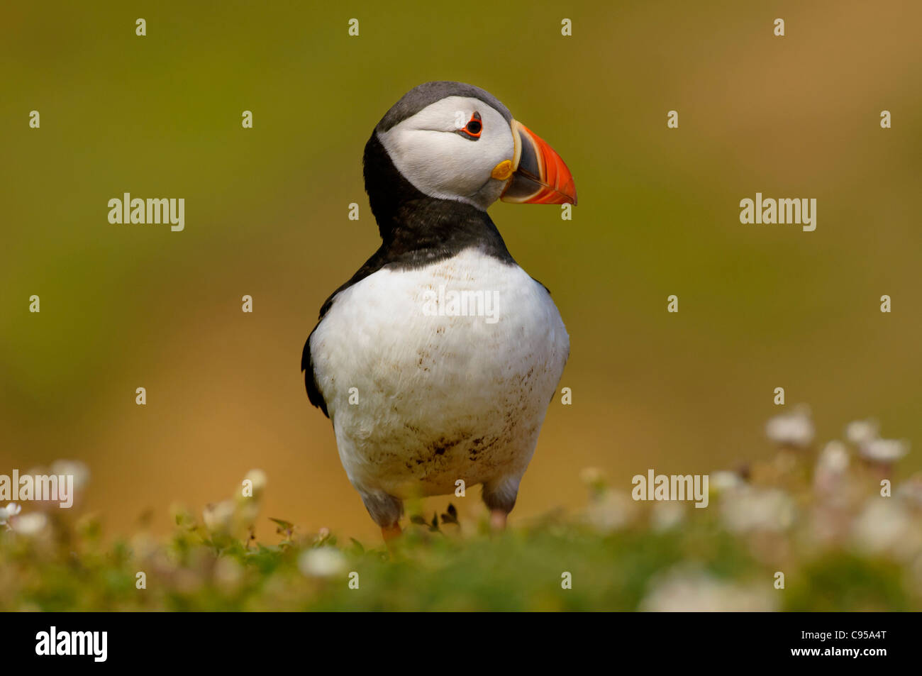 Short stubby beak hi-res stock photography and images - Alamy