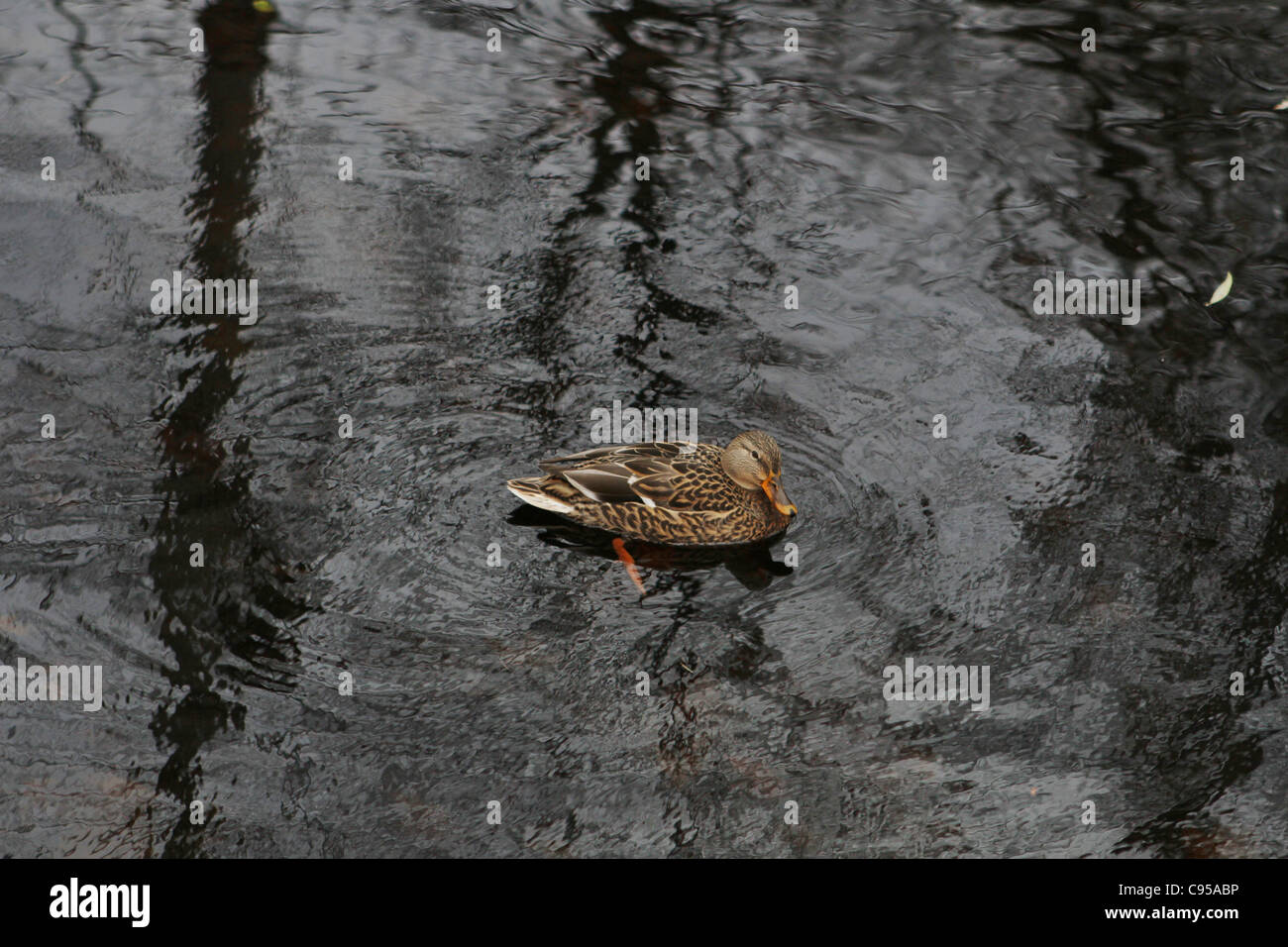 Alone duck hi-res stock photography and images - Alamy