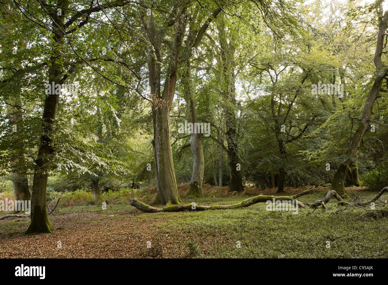New forest beech leaves hi-res stock photography and images - Alamy