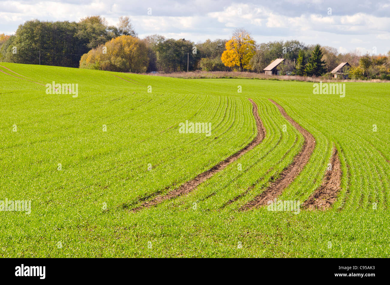 Winter crops rye waiting for winter time. Agricultural farm fields view ...
