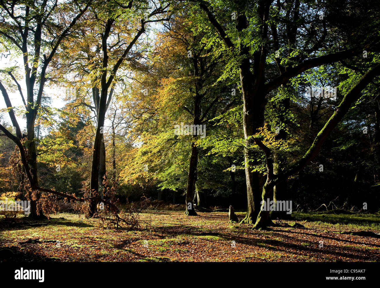 Autumn colours in the New Forest, Hampshire UK Stock Photo - Alamy