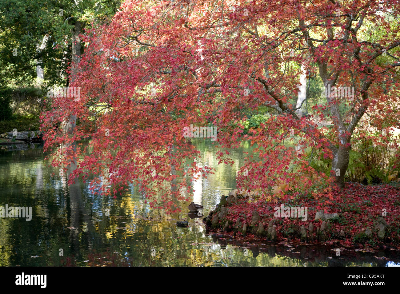 Acer palmatum tree hi-res stock photography and images - Alamy