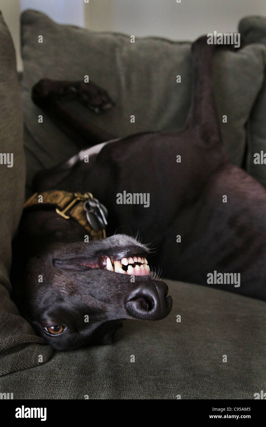 A dog on his back, smiling Stock Photo - Alamy