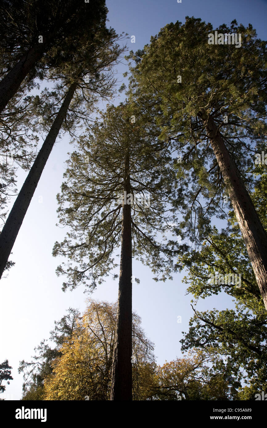 Sequoiadendron giganteum Wellingtonia trees Stock Photo - Alamy