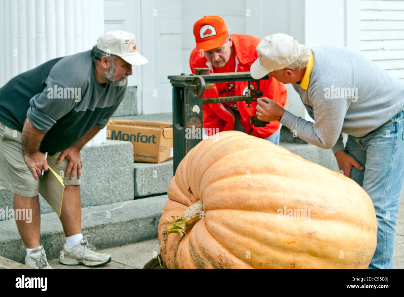 Three judges weighing a giant pumpkin Stock Photo - Alamy