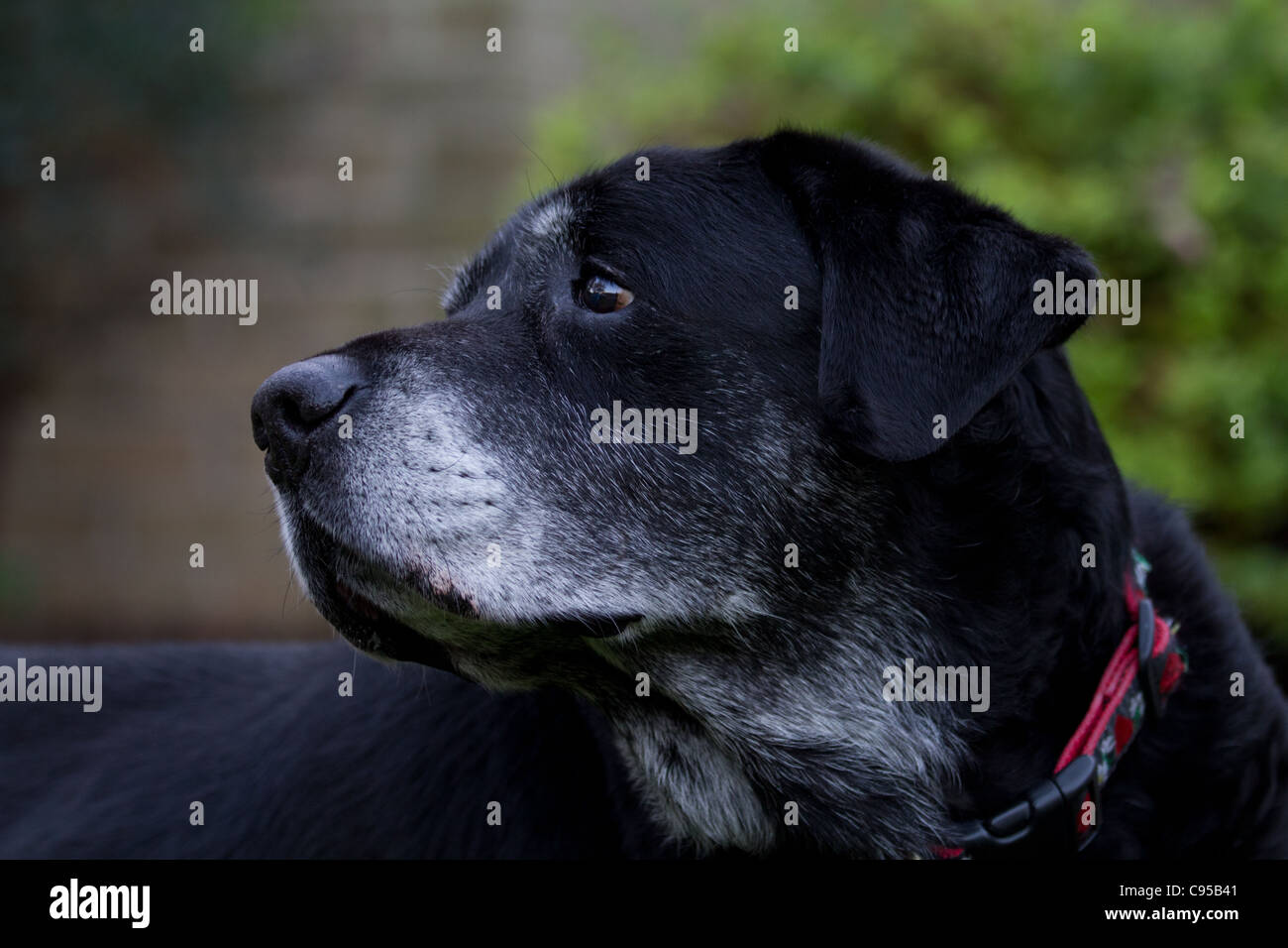 Labrador Retriever: An old friend, ever alert, watches over the safety ...