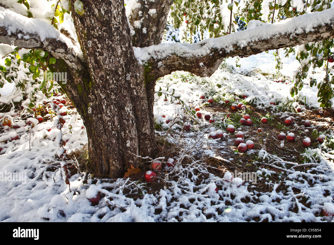 Apples have fallen to the ground after a late October snow storm in New ...