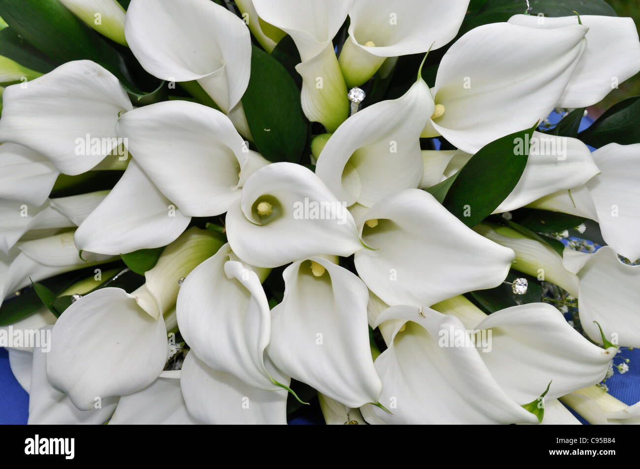Cala lilly hi-res stock photography and images - Alamy