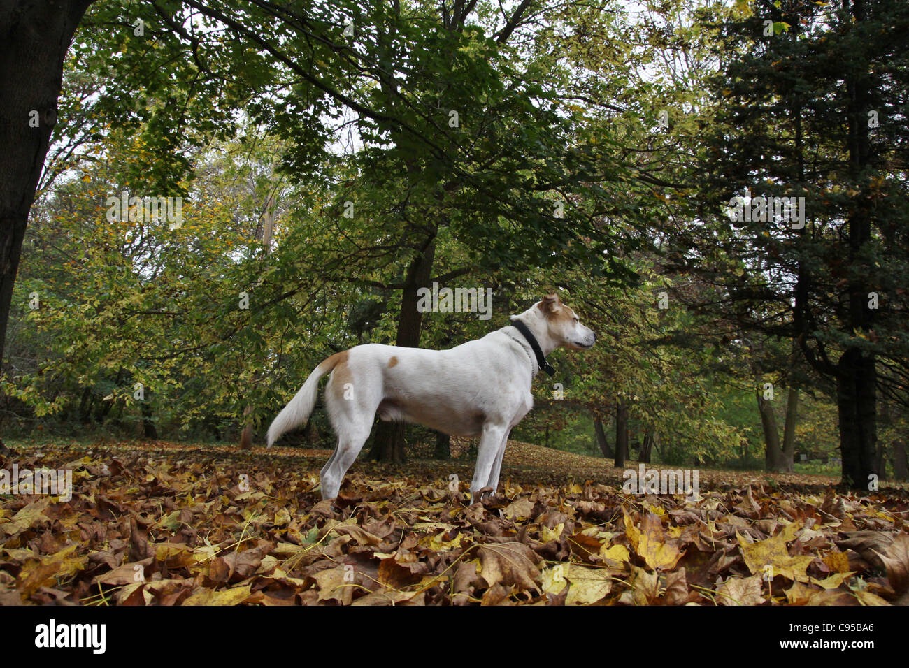 A dog standing in autumn leaves in a park Stock Photo - Alamy