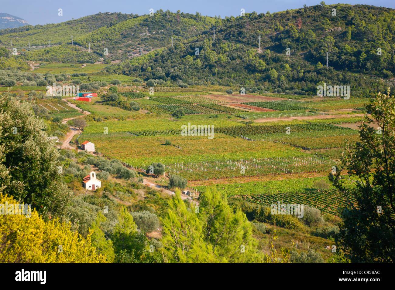 Vineyard in Smokvica, Island Korcula Stock Photo - Alamy