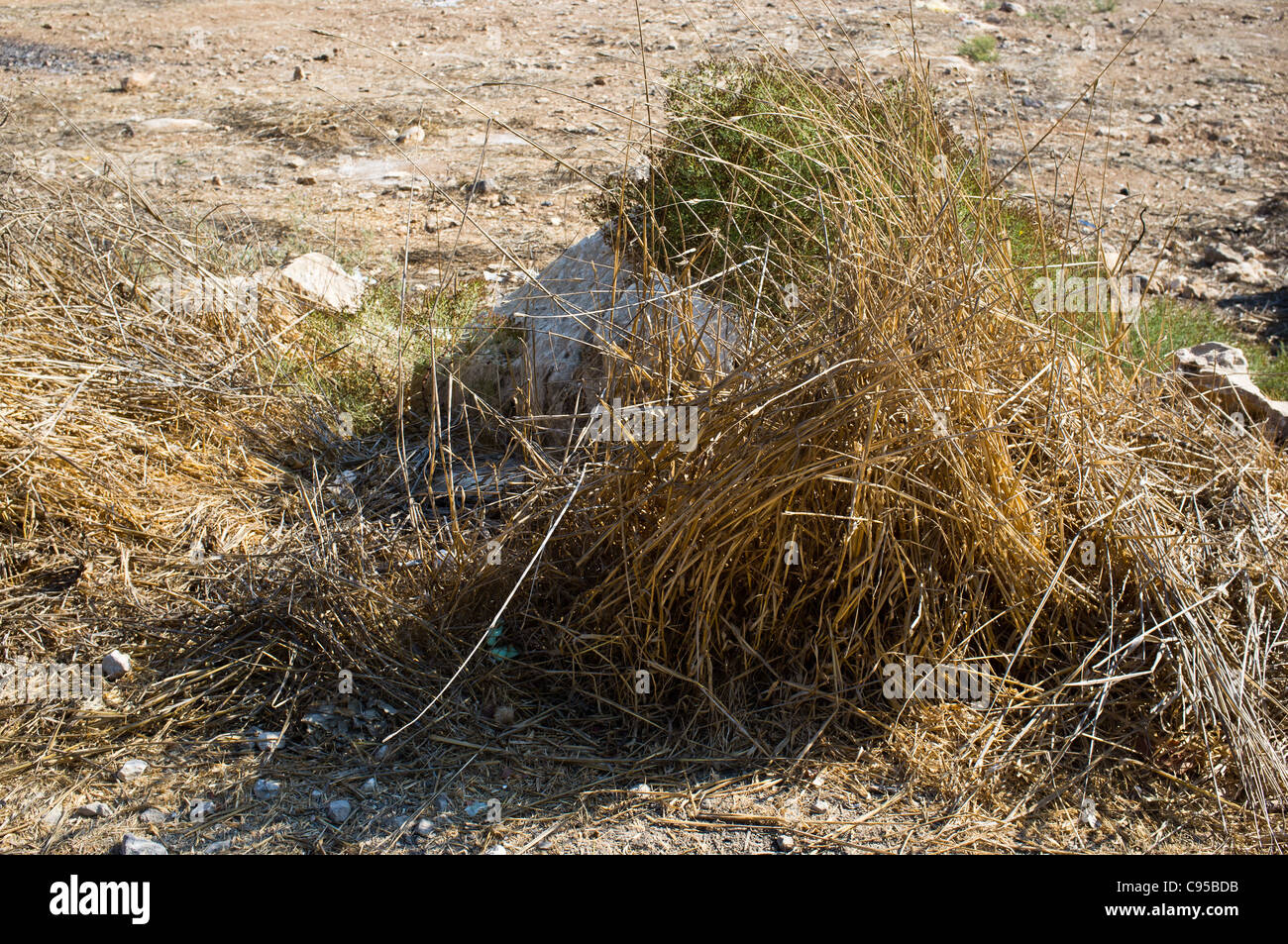 Dry straw in an arid desert environment Stock Photo - Alamy